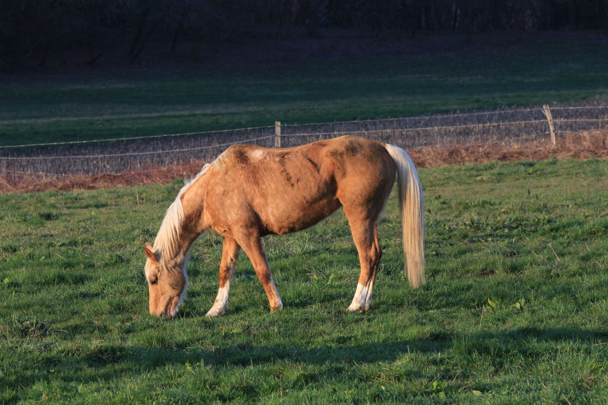 Cours – Poney Club de Chavanod